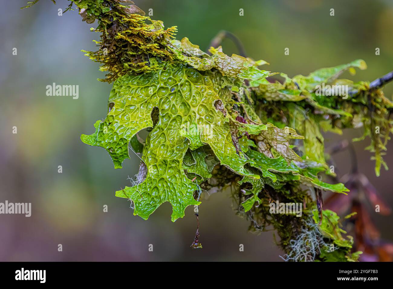 Lungwort, Lobaria pulmonaria, on a tree in Schafer State Park ...