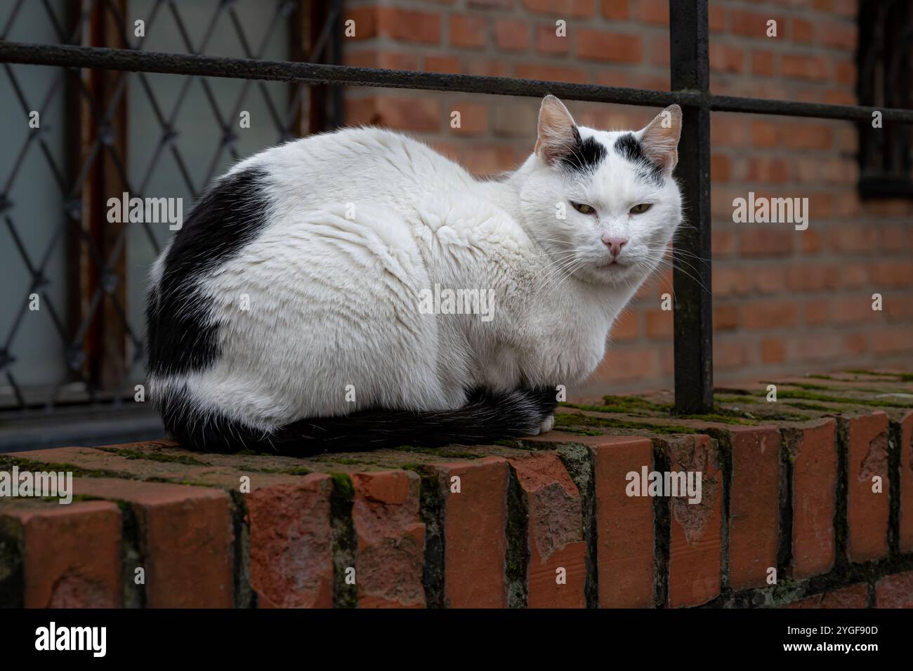 A close-up picture of a black and white cat that sits on a red brick ...