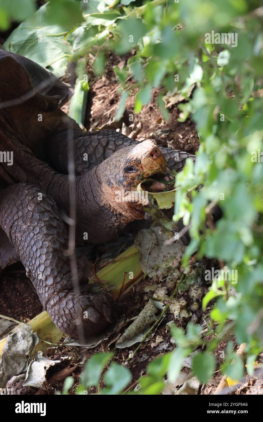 A Giant Saddleback Tortoise eating at the Darwin Foundation, Santa Cruz ...