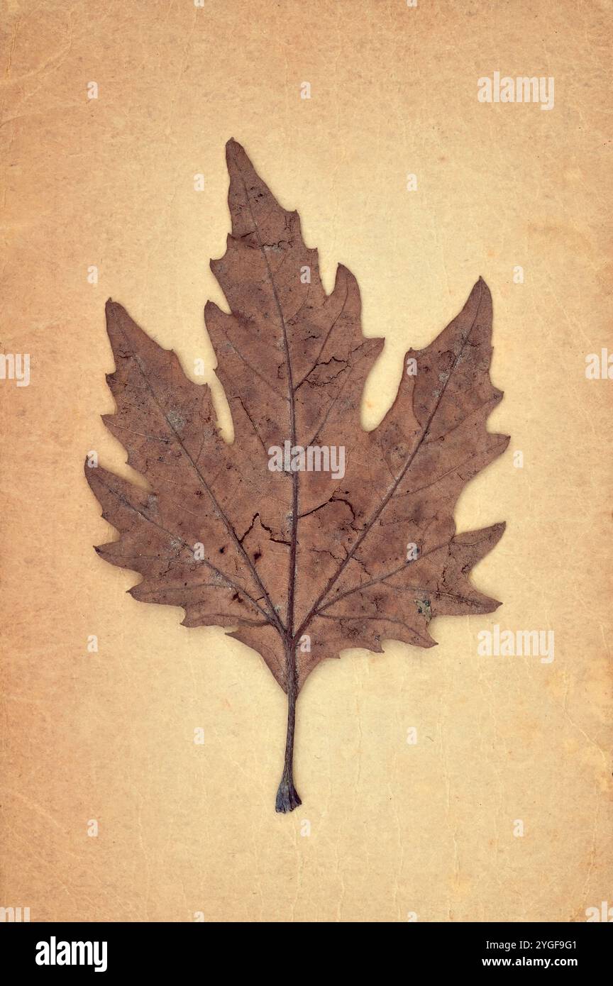 Silver maple tree hi-res stock photography and images - Alamy