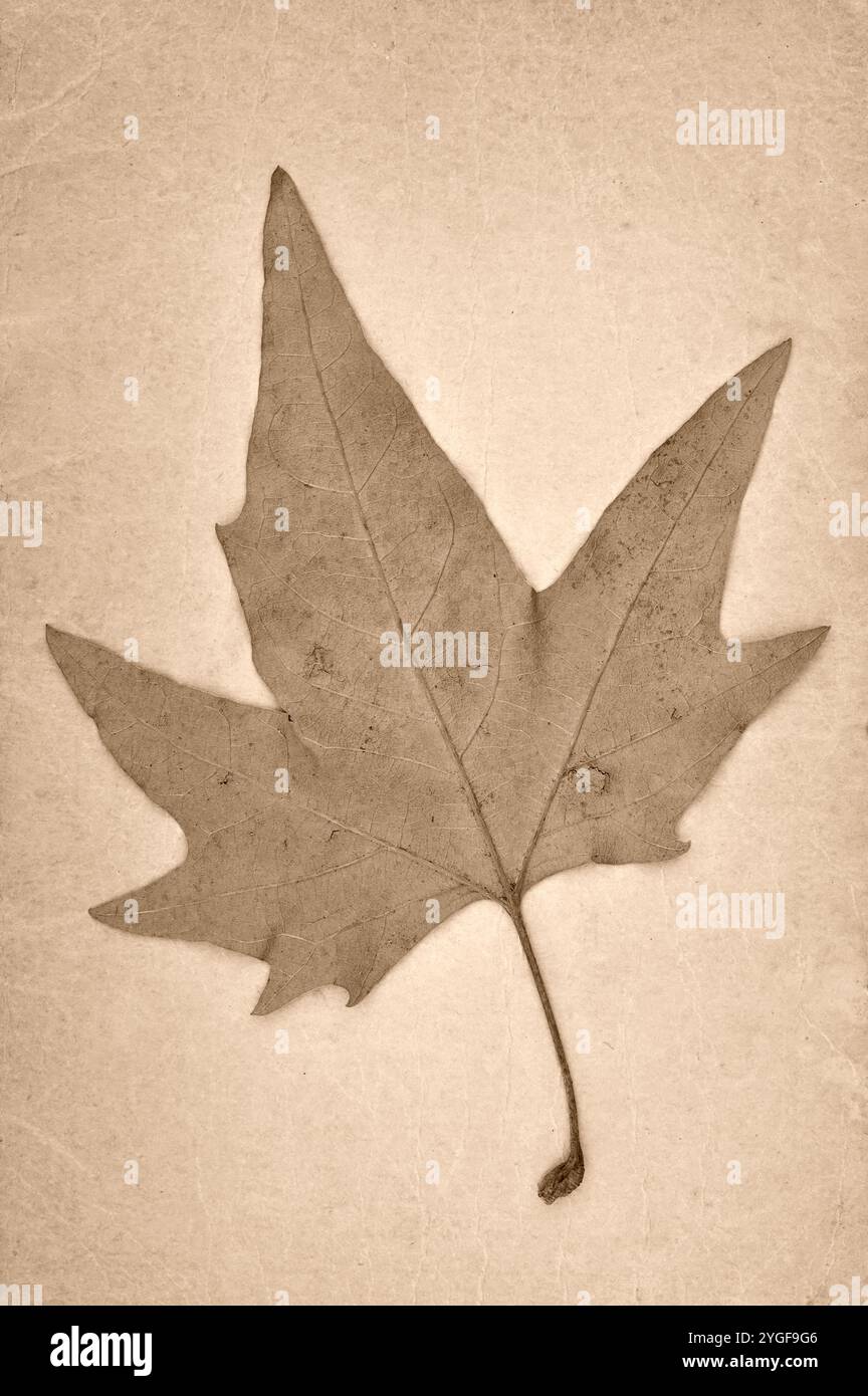Plane leaf hi-res stock photography and images - Alamy
