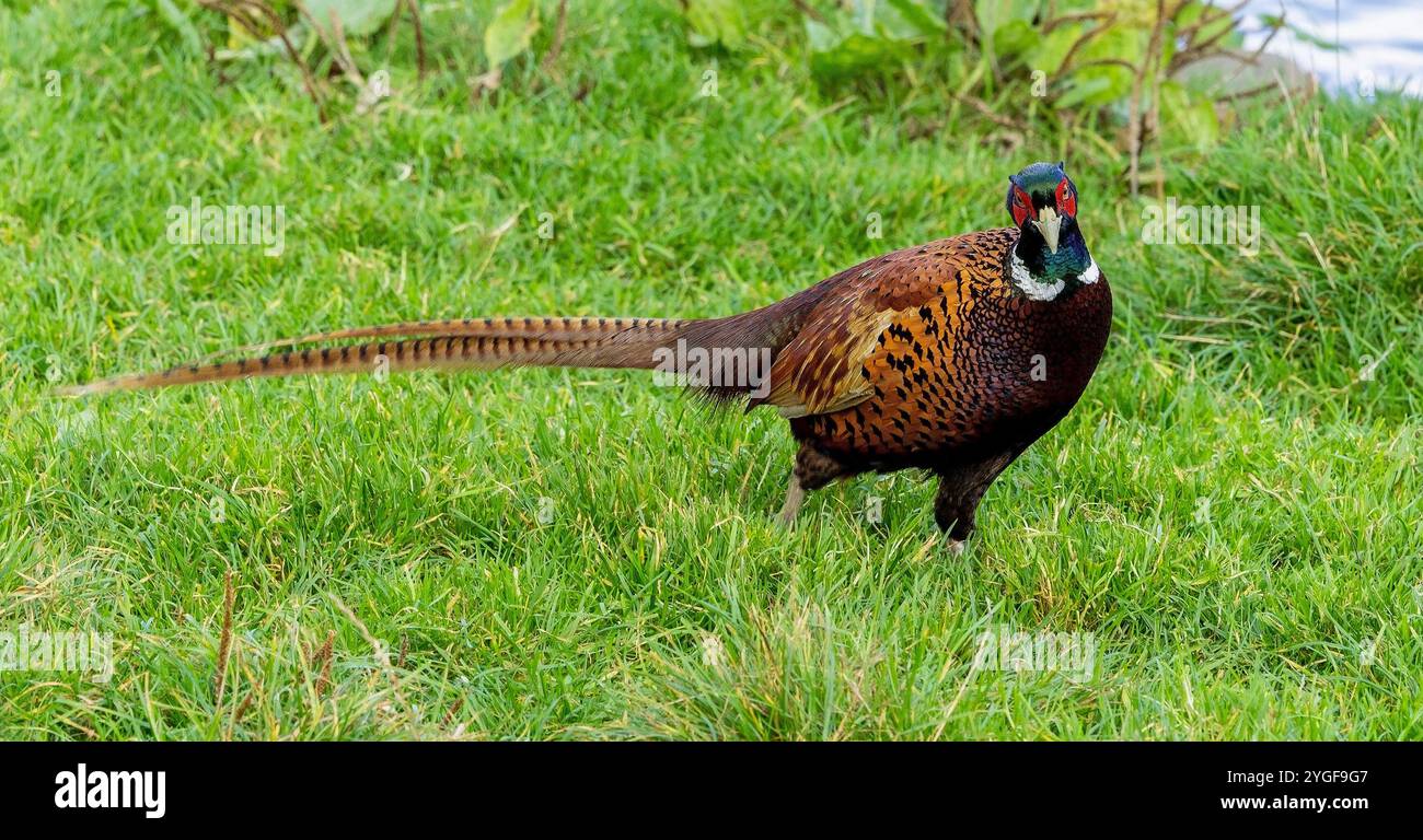 Pheasant edinburgh scotland hi-res stock photography and images - Alamy