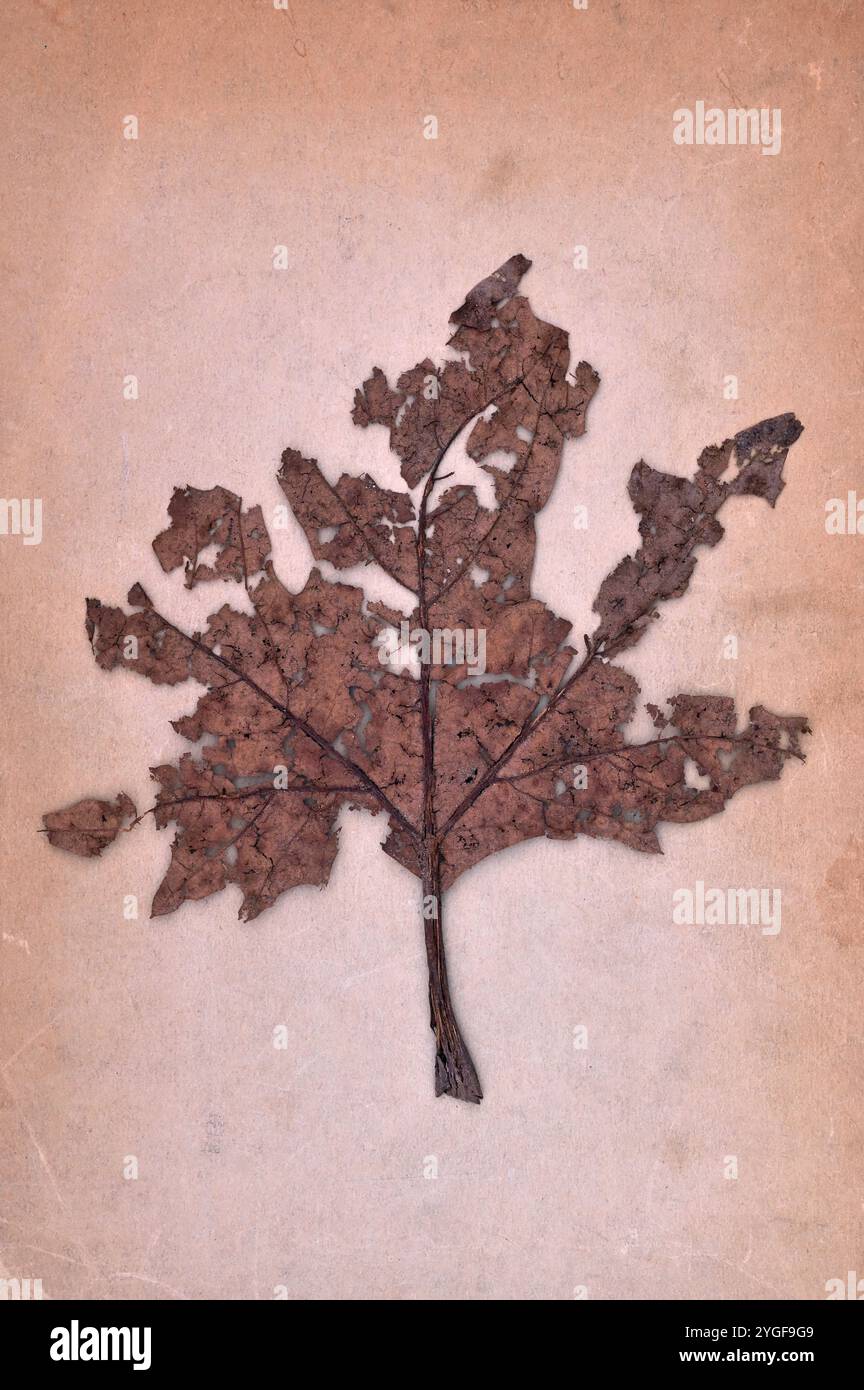 Badly broken and disintegrating single dried leaf of Sycamore tree ...