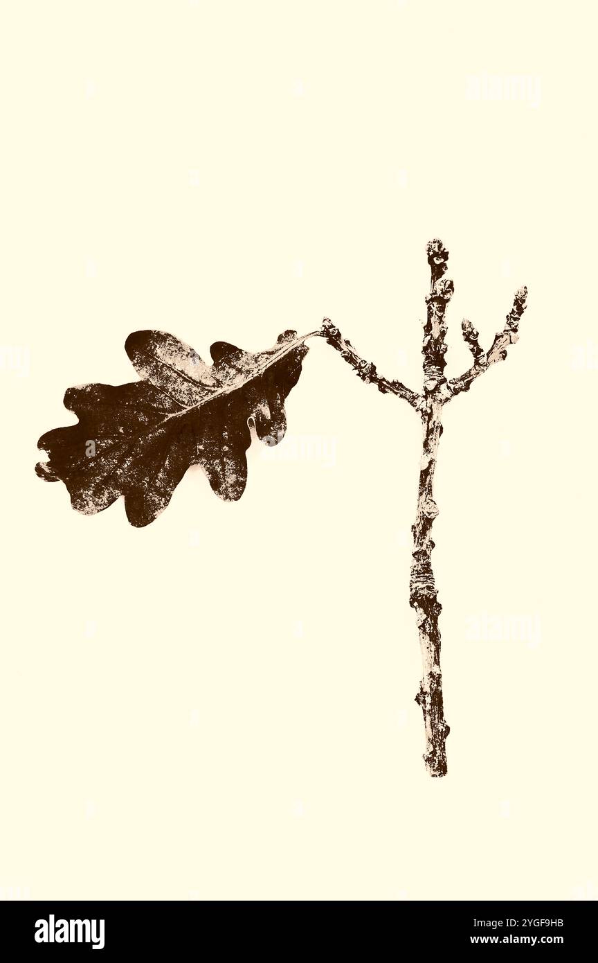 Graphic sepia image of solitary autumn leaf of English oak tree ...