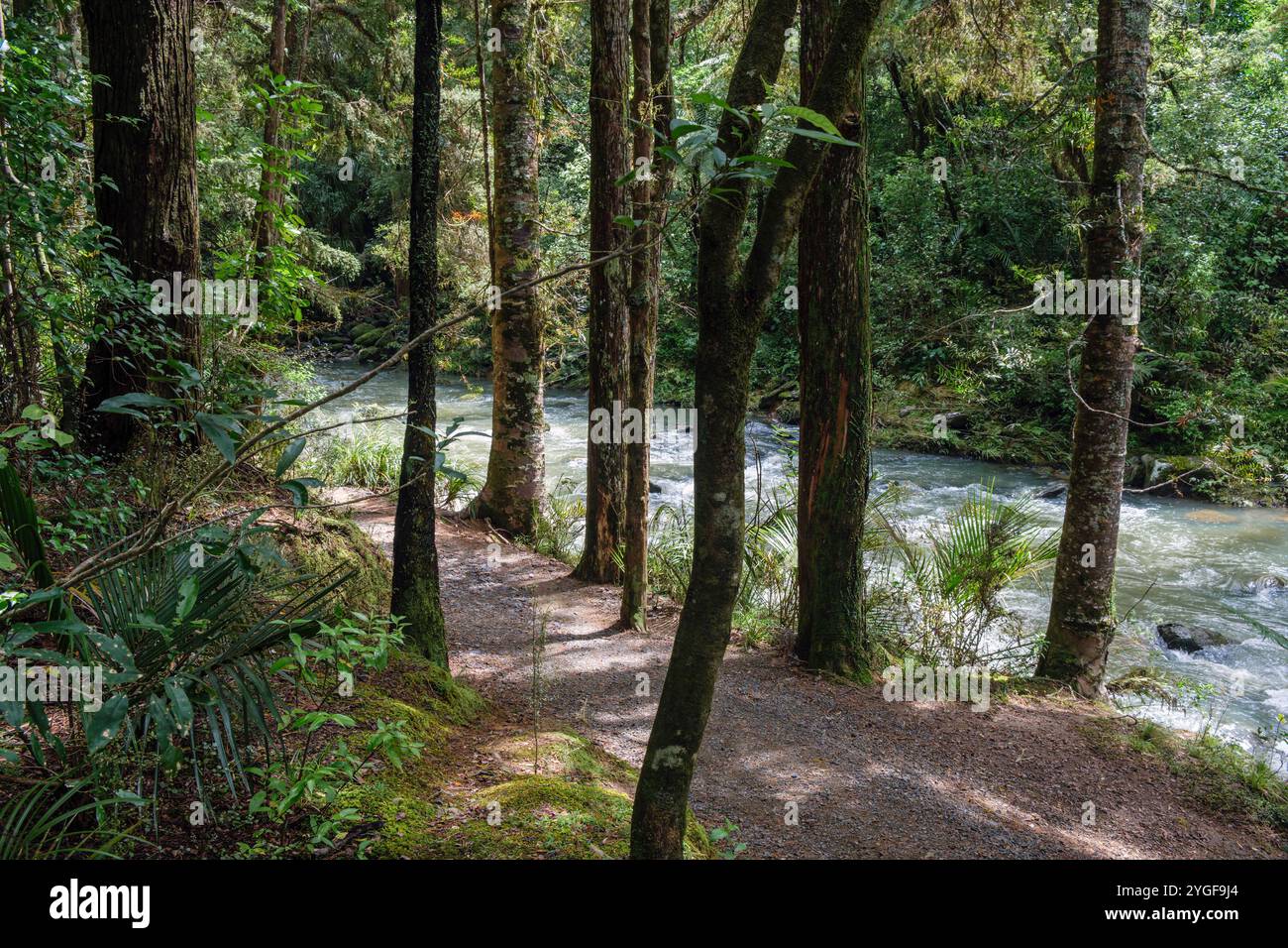 The Hatea River Walk downstream from Whangarei Falls, Whangarei, North ...