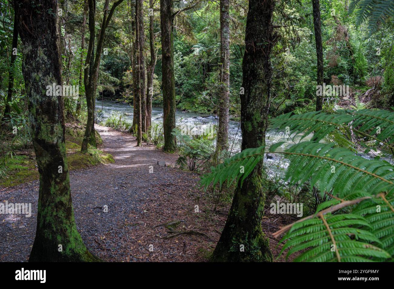 The Hatea River Walk downstream from Whangarei Falls, Whangarei, North ...