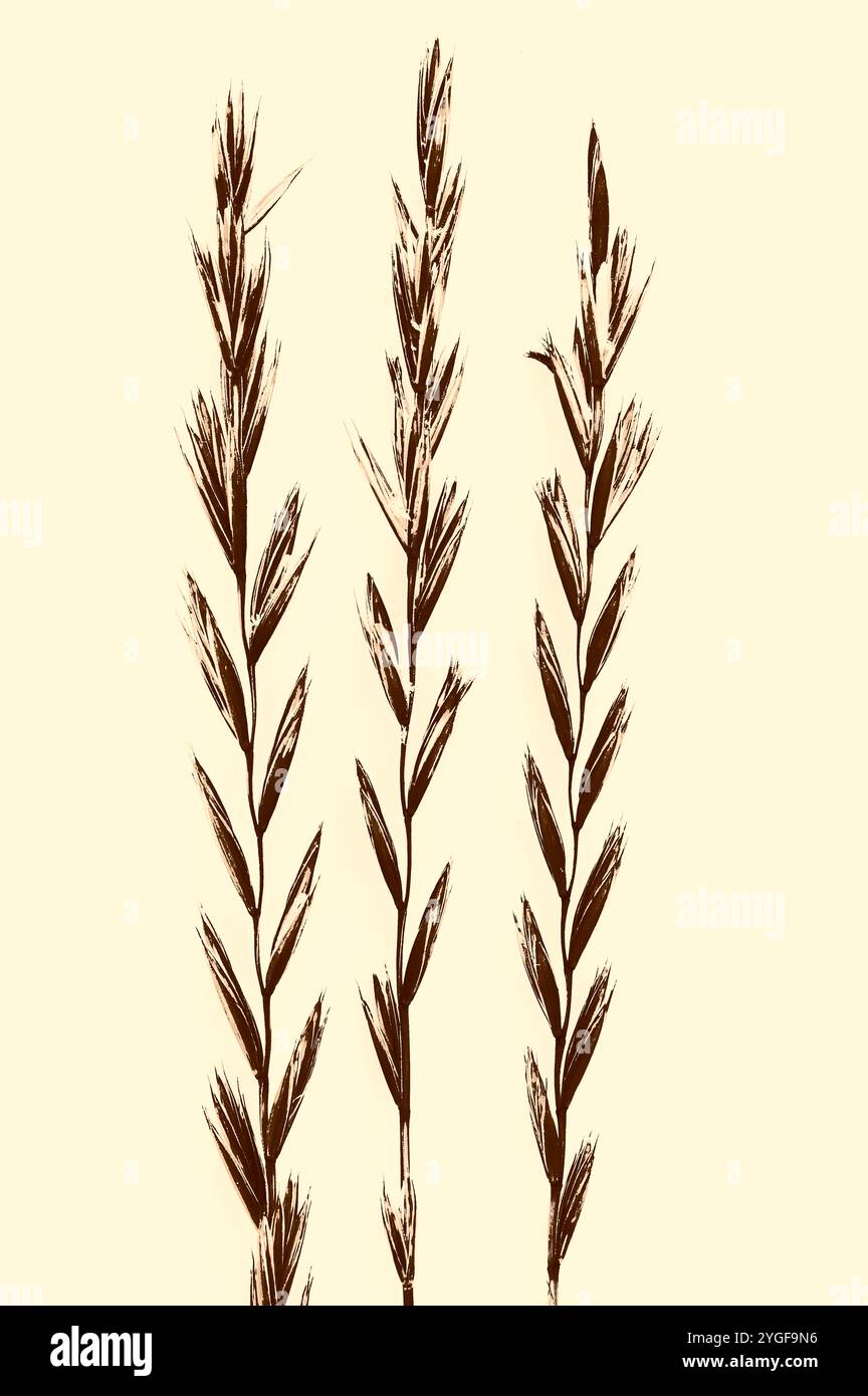 Graphic sepia image of three stems of seeding bearded couch grass Stock ...