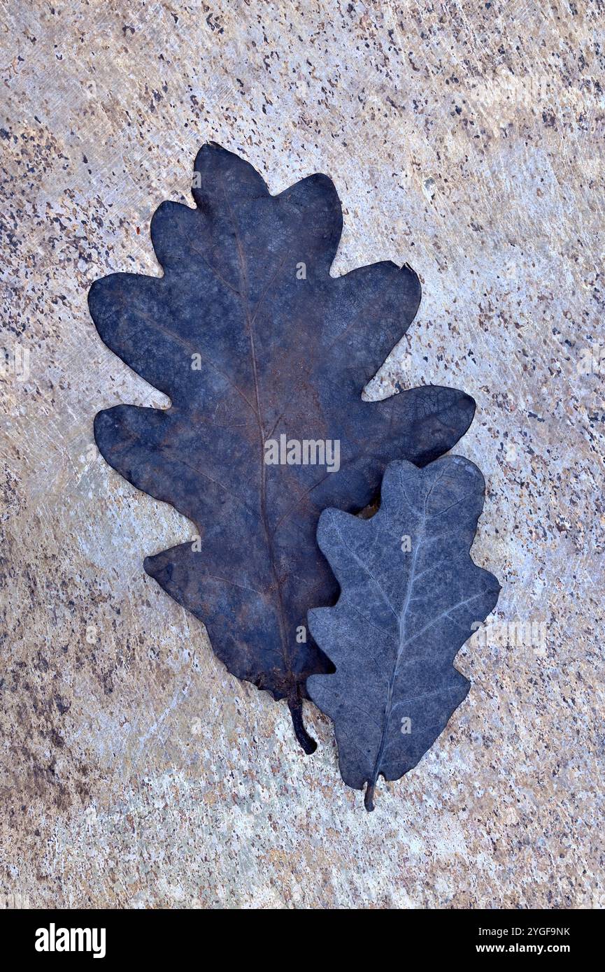 Two leaves of English oak tree turned blue black by weathering lying on ...