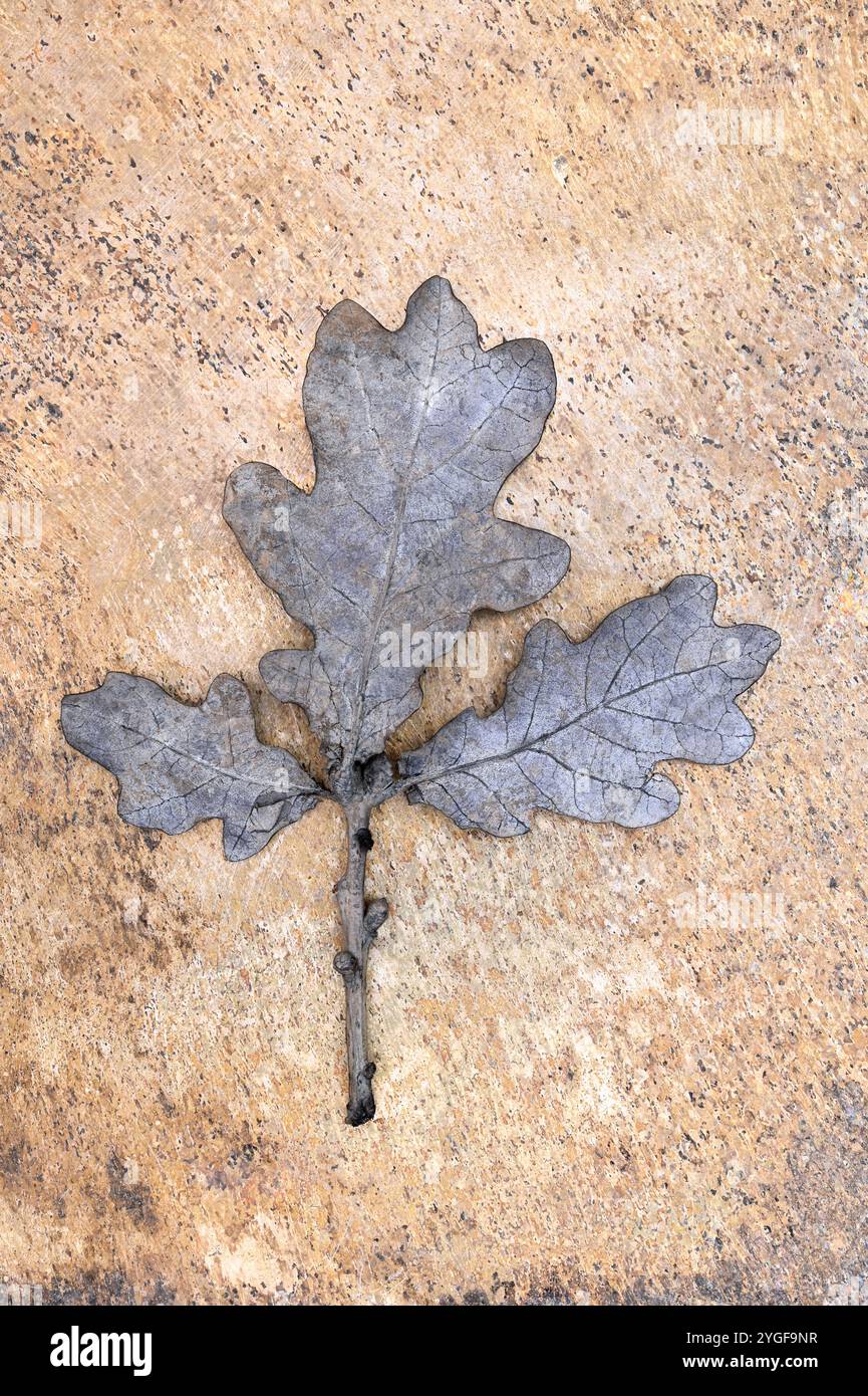 Sprig of three leaves of English oak tree turned pale by weathering ...