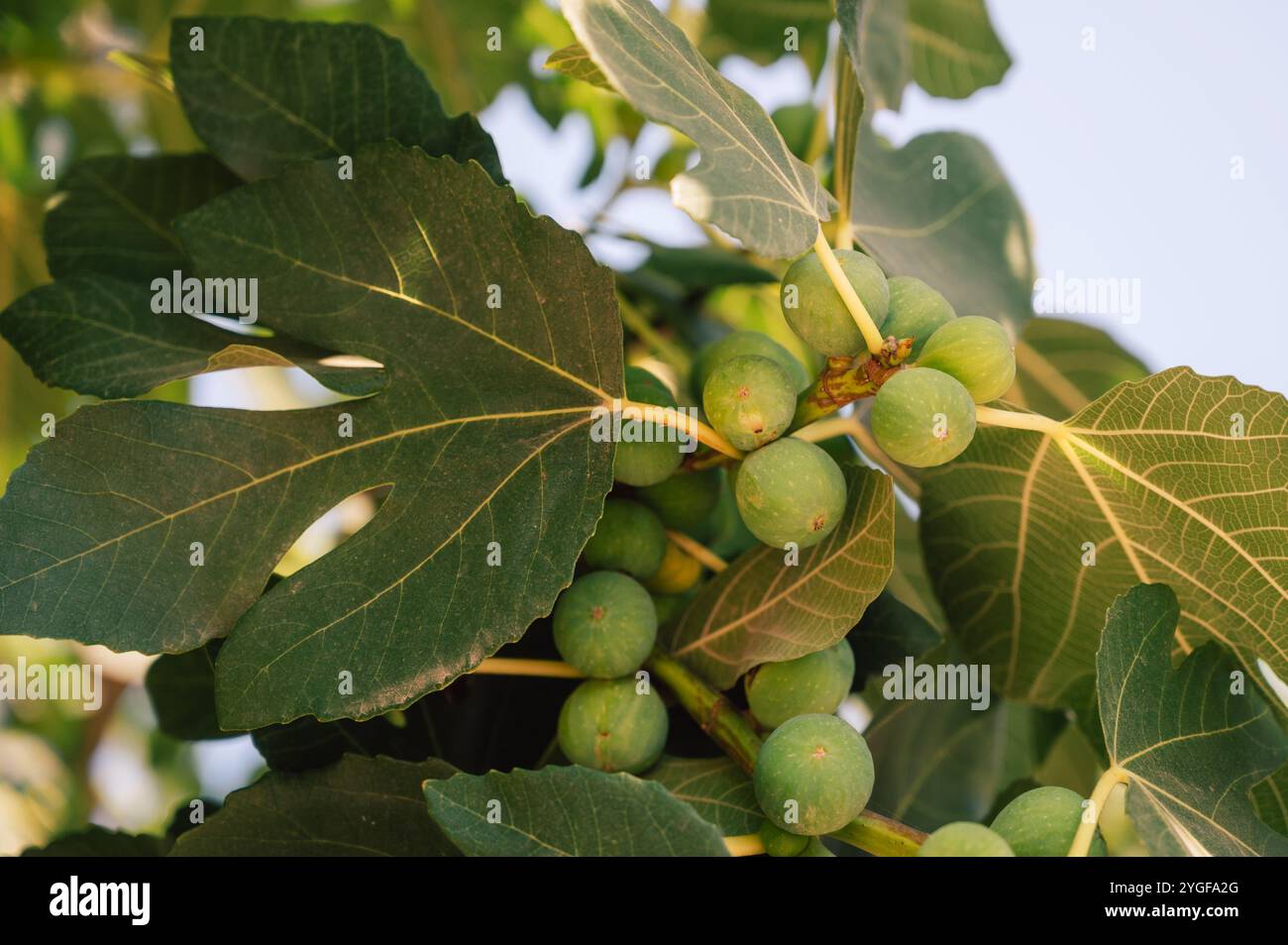 Growing Fig fruits on branches of a fig tree, beauty summer day Stock ...