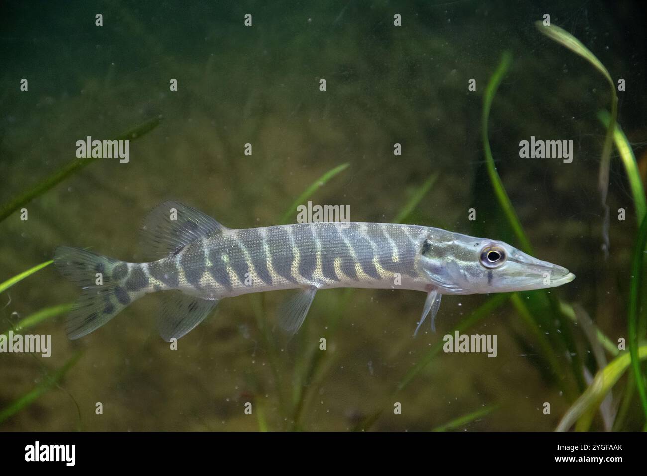Juvenile pike hi-res stock photography and images - Alamy