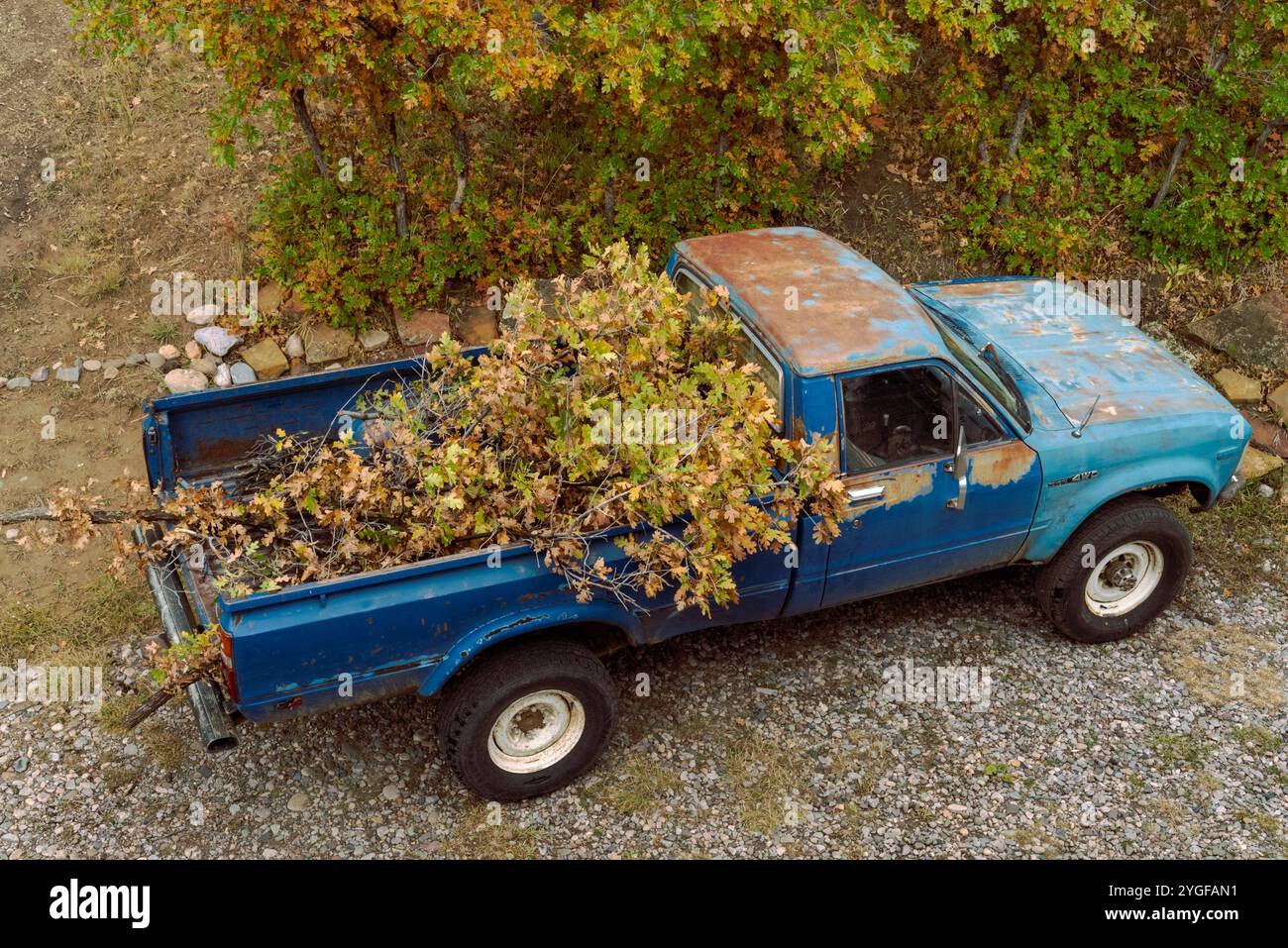 Old rusty blue work pickup truck loaded with gamble oaks, guercus ...