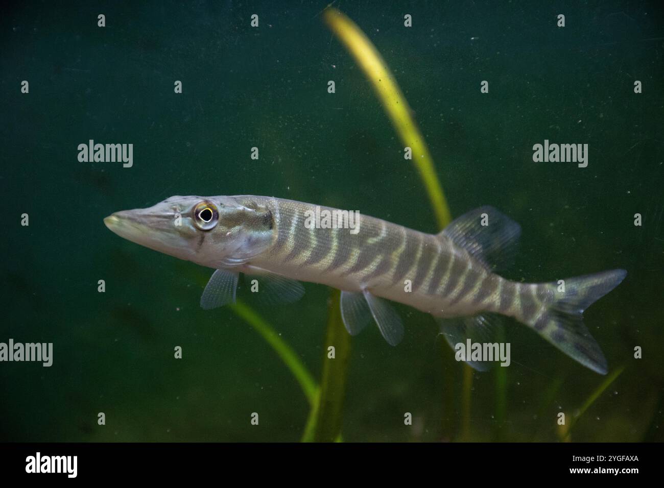 Juvenile pike hi-res stock photography and images - Alamy