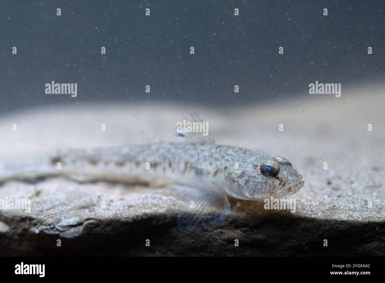 sand goby close up images Stock Photo - Alamy