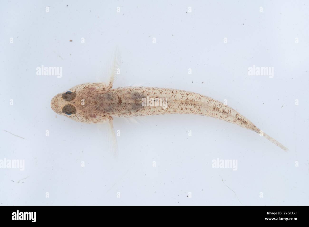 sand goby close up images Stock Photo - Alamy