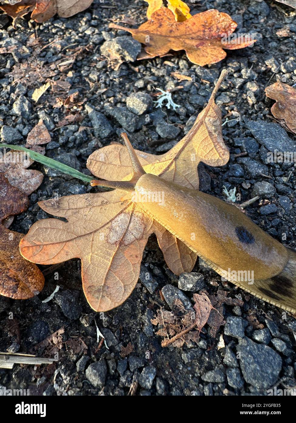 A banana slug crawling over autumn leaves on a trail in Eugene, Oregon ...