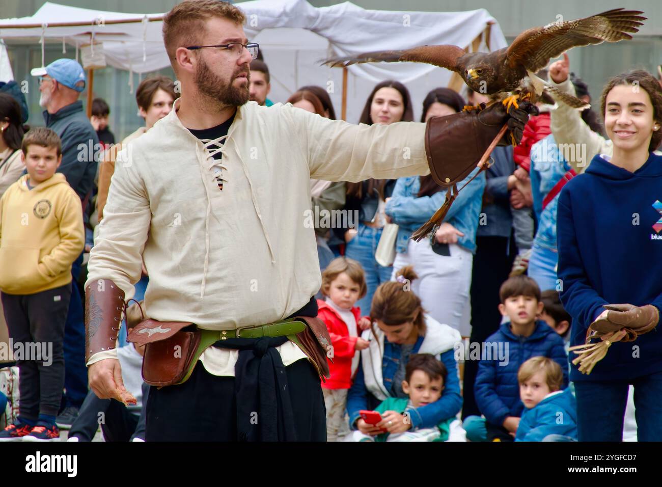 A bird handler in medieval costume with a Harris's hawk Parabuteo ...