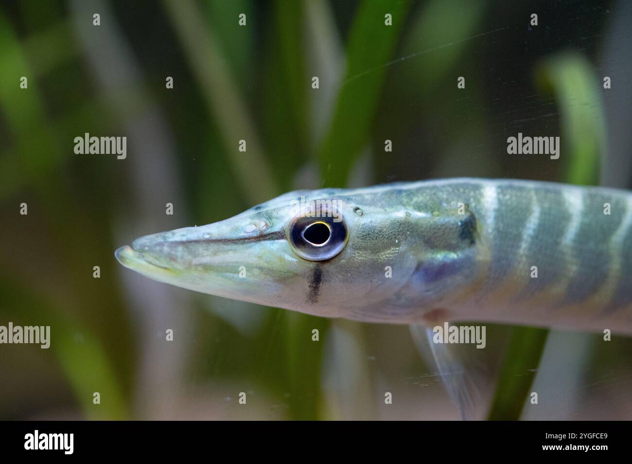 Juvenile pike hi-res stock photography and images - Alamy