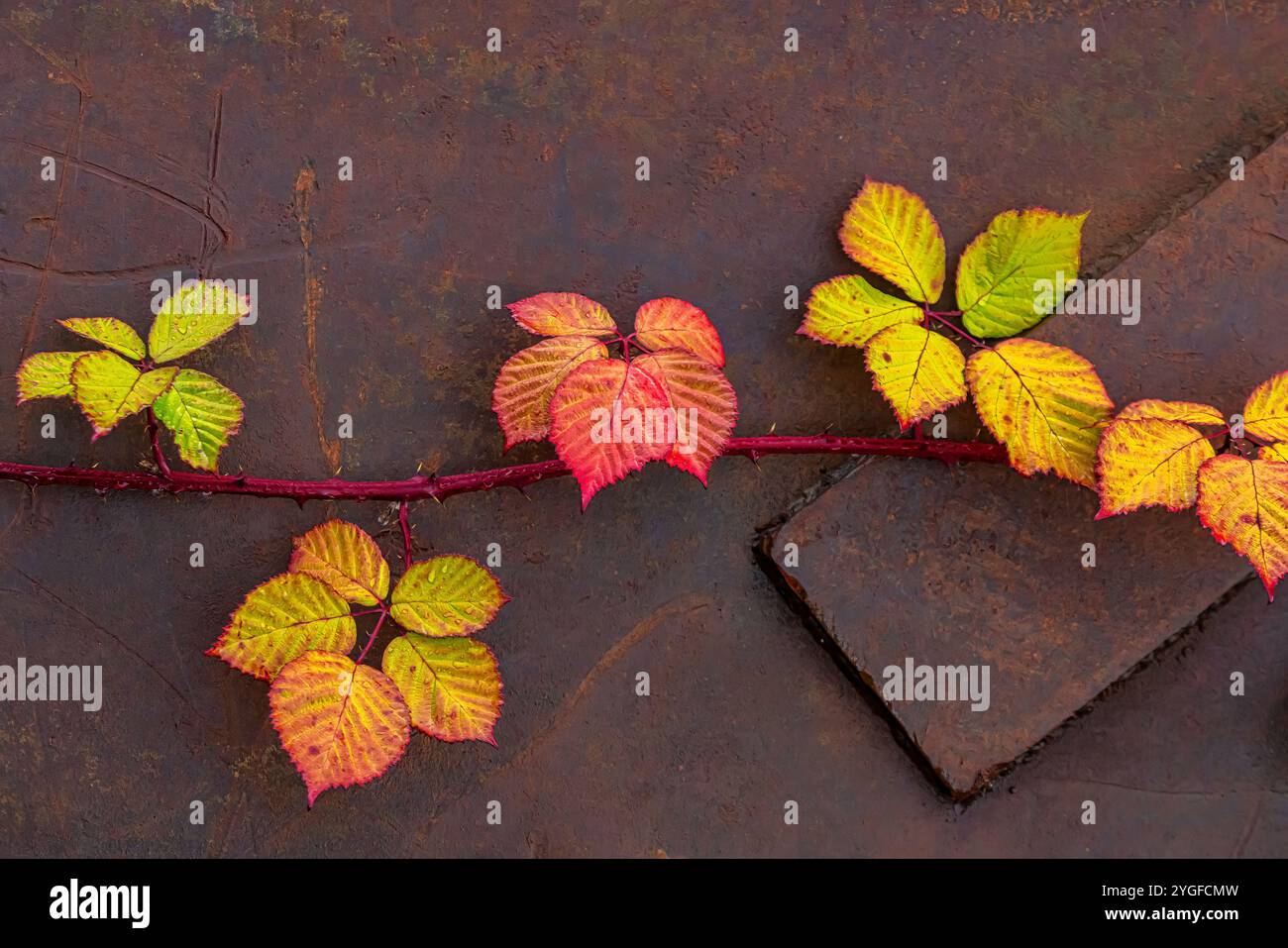 Autumn Himalayan Blackberry leaves, Rubus bifrons, against rusted steel ...