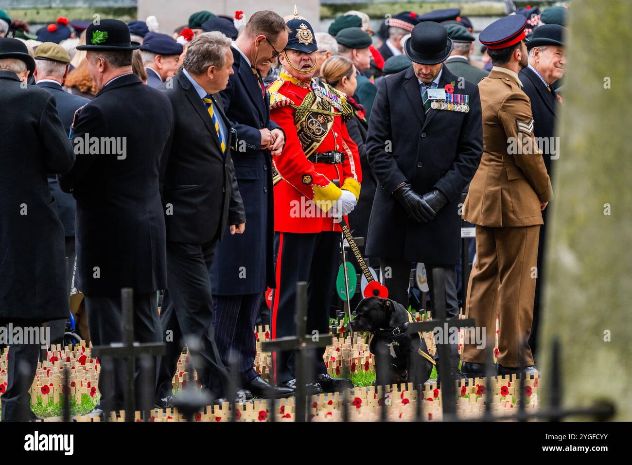 London, UK. 7th Nov, 2024. Watchman, a Staffordshire Bull Terrier, and ...