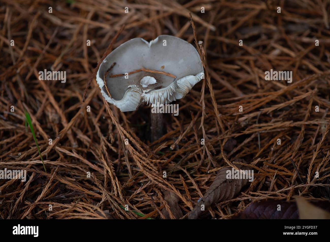 Iver, Buckinghamshire, UK. 7th November, 2024. Autumn fungi. Despite it ...