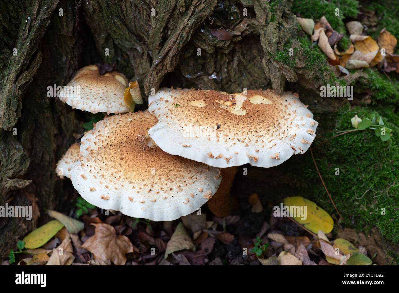 Iver, Buckinghamshire, UK. 7th November, 2024. Autumn fungi. Despite it ...