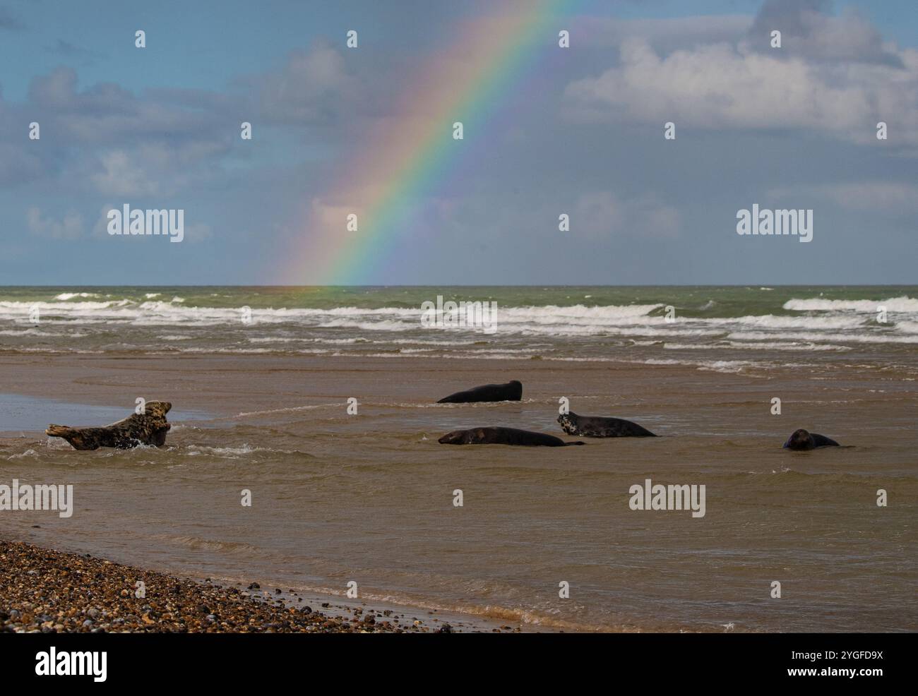 A unique shot of five Grey Seals ( Halichoerus grypus) relaxing on a ...