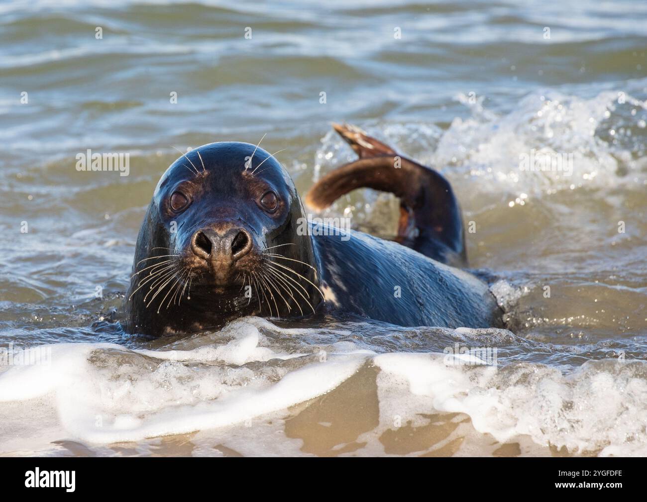 Big nose fish hi-res stock photography and images - Alamy