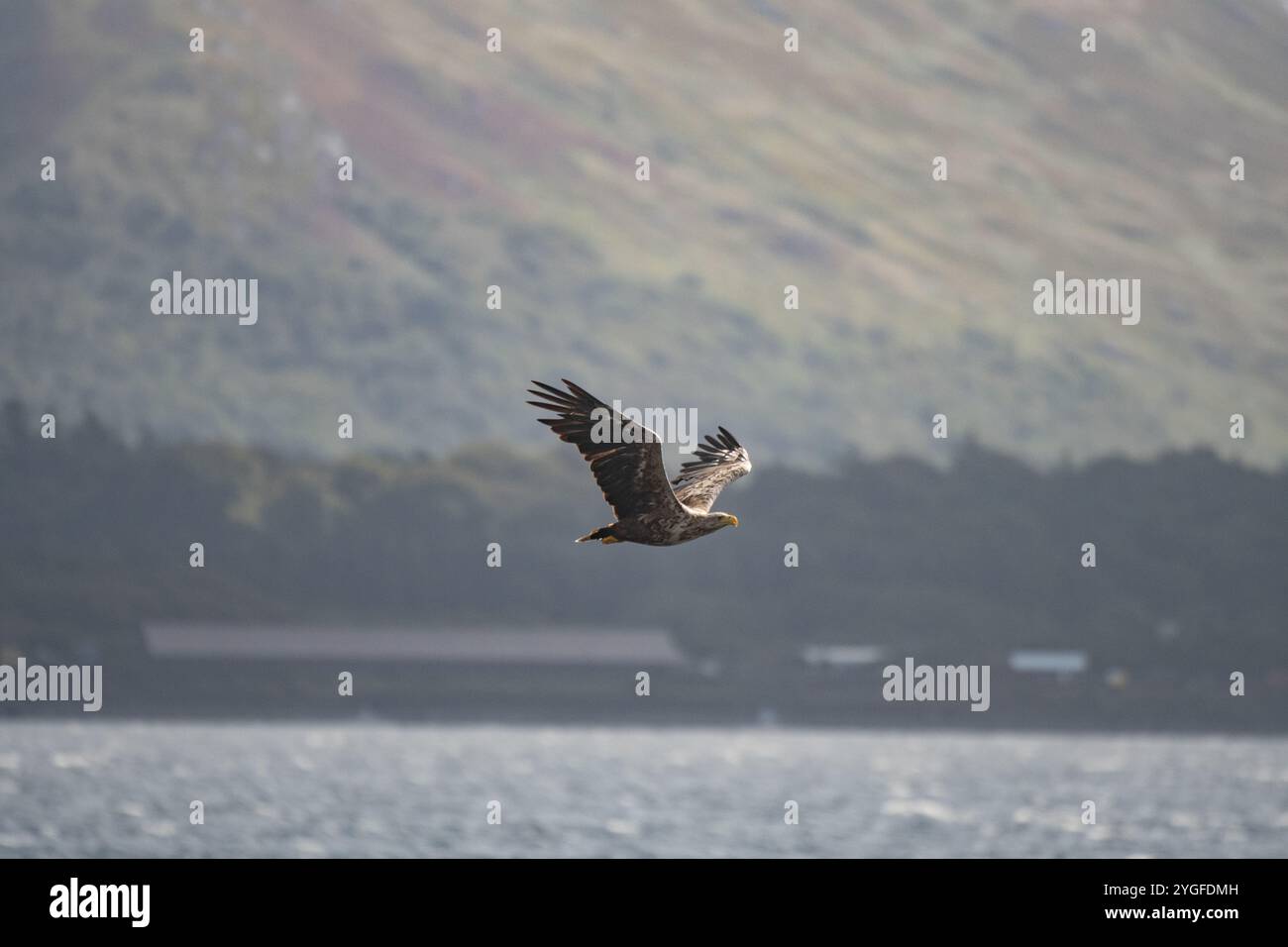 white tailed eagle in flight on mull Stock Photo - Alamy
