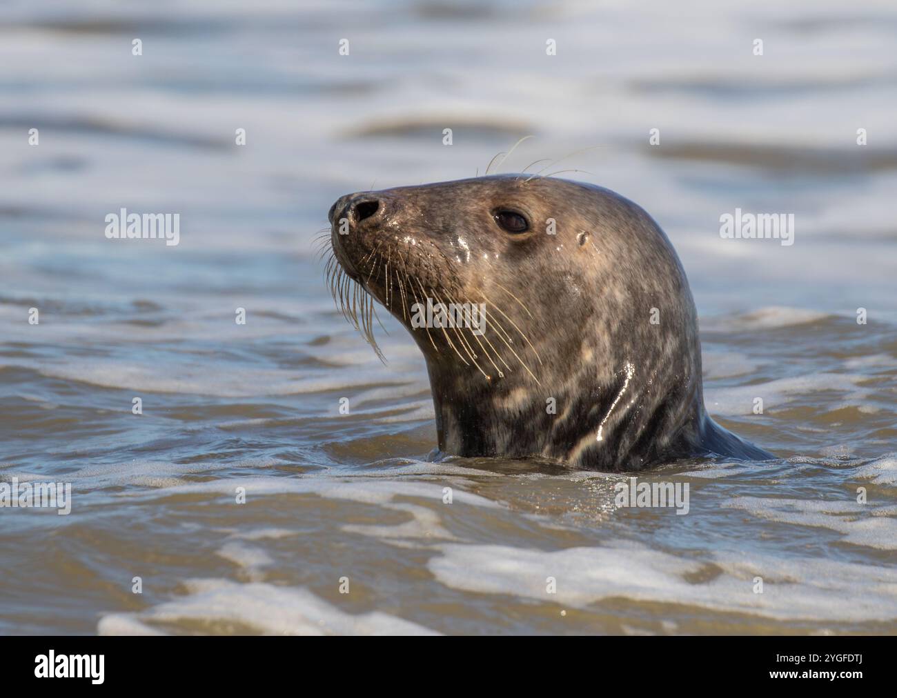 An intimate portrait of a Grey Seal (Halichoerus grypus) Side on to the ...