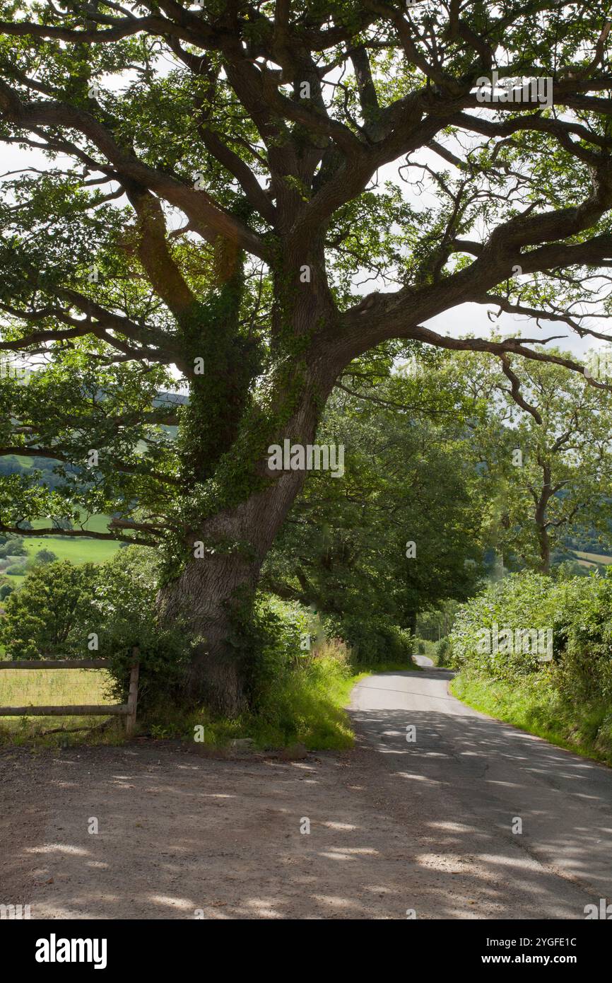 Narrow winding country lane hi-res stock photography and images - Alamy