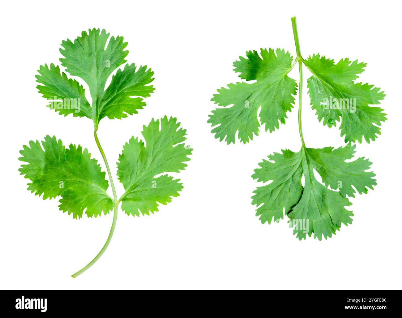 Top view set of fresh green coriander leaves is isolated on white ...