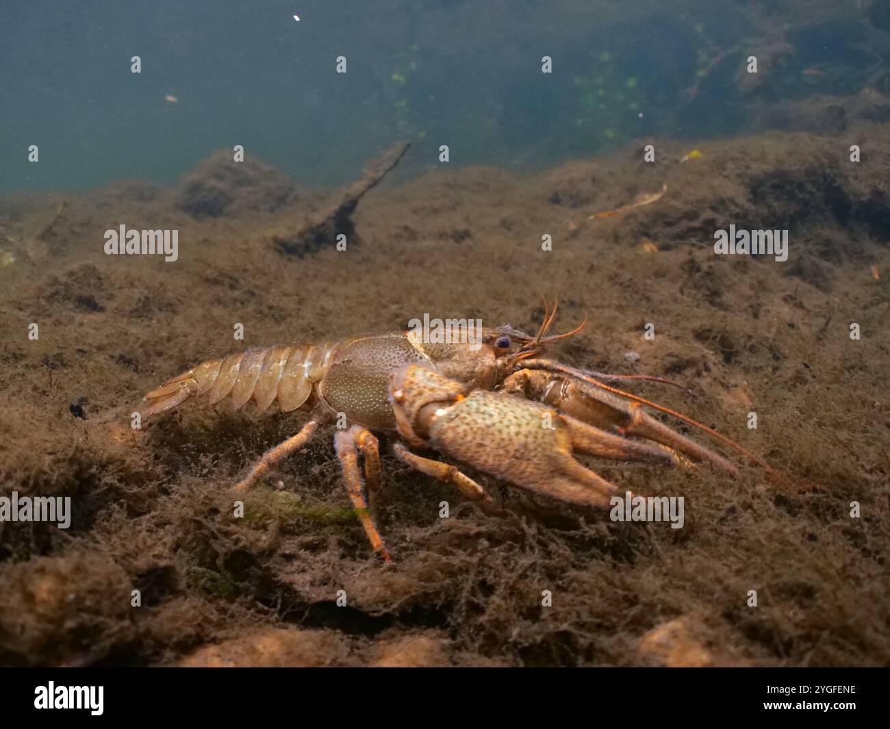 Turkisk crayfish hi-res stock photography and images - Alamy