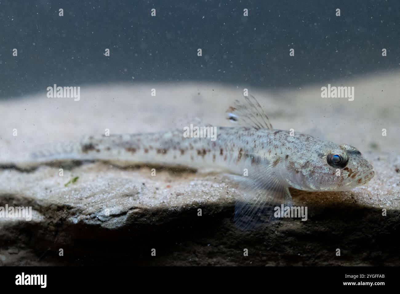 sand goby on the bottom of a tank Stock Photo - Alamy