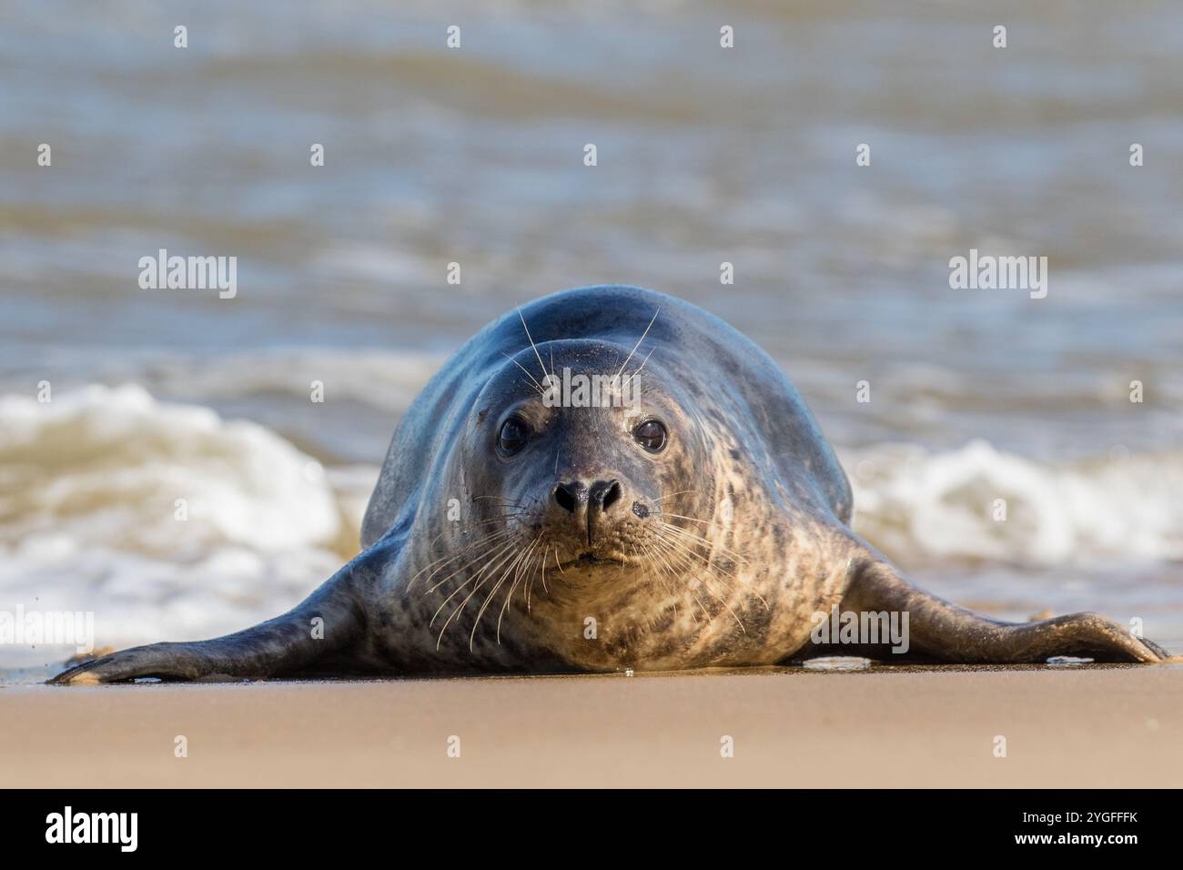 Here I come, belly flop. A Grey Seal ( Halichoerus grypus) flippers ...