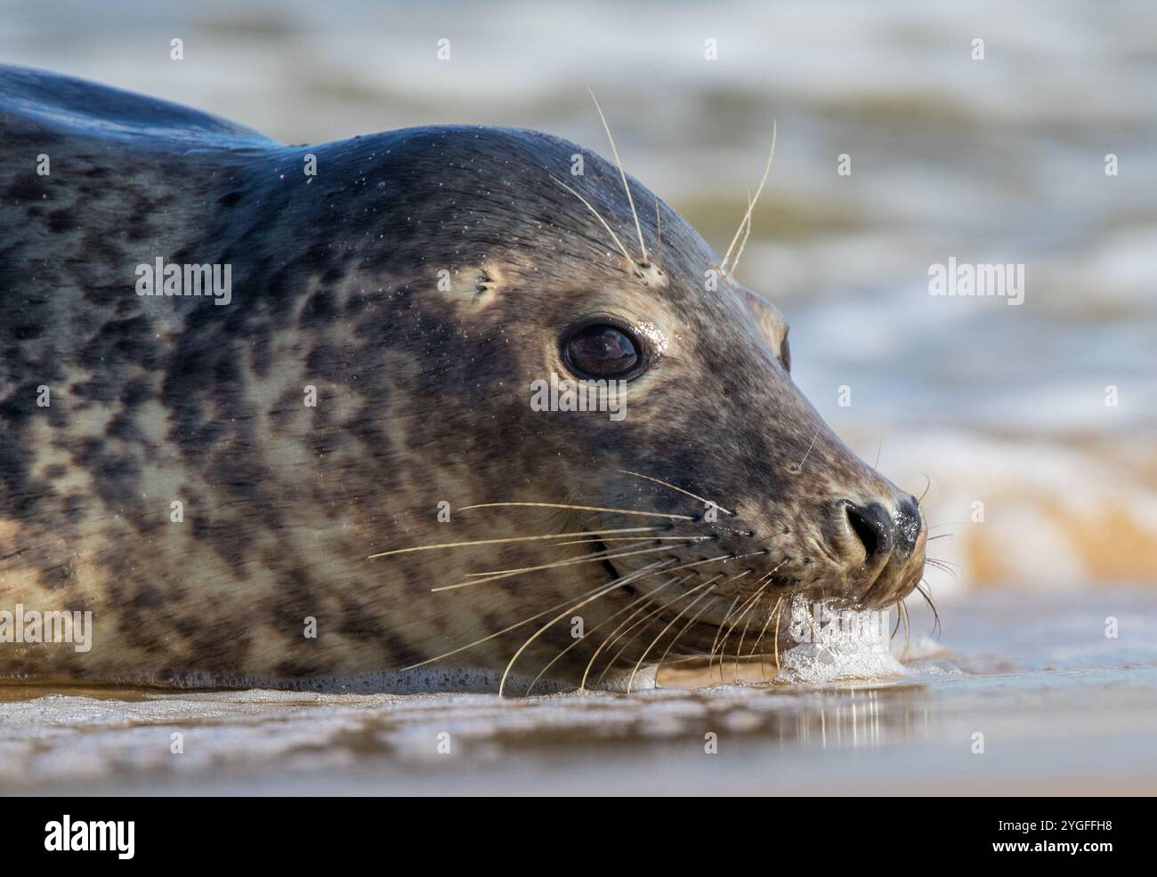 Earless seal smiling hi-res stock photography and images - Alamy