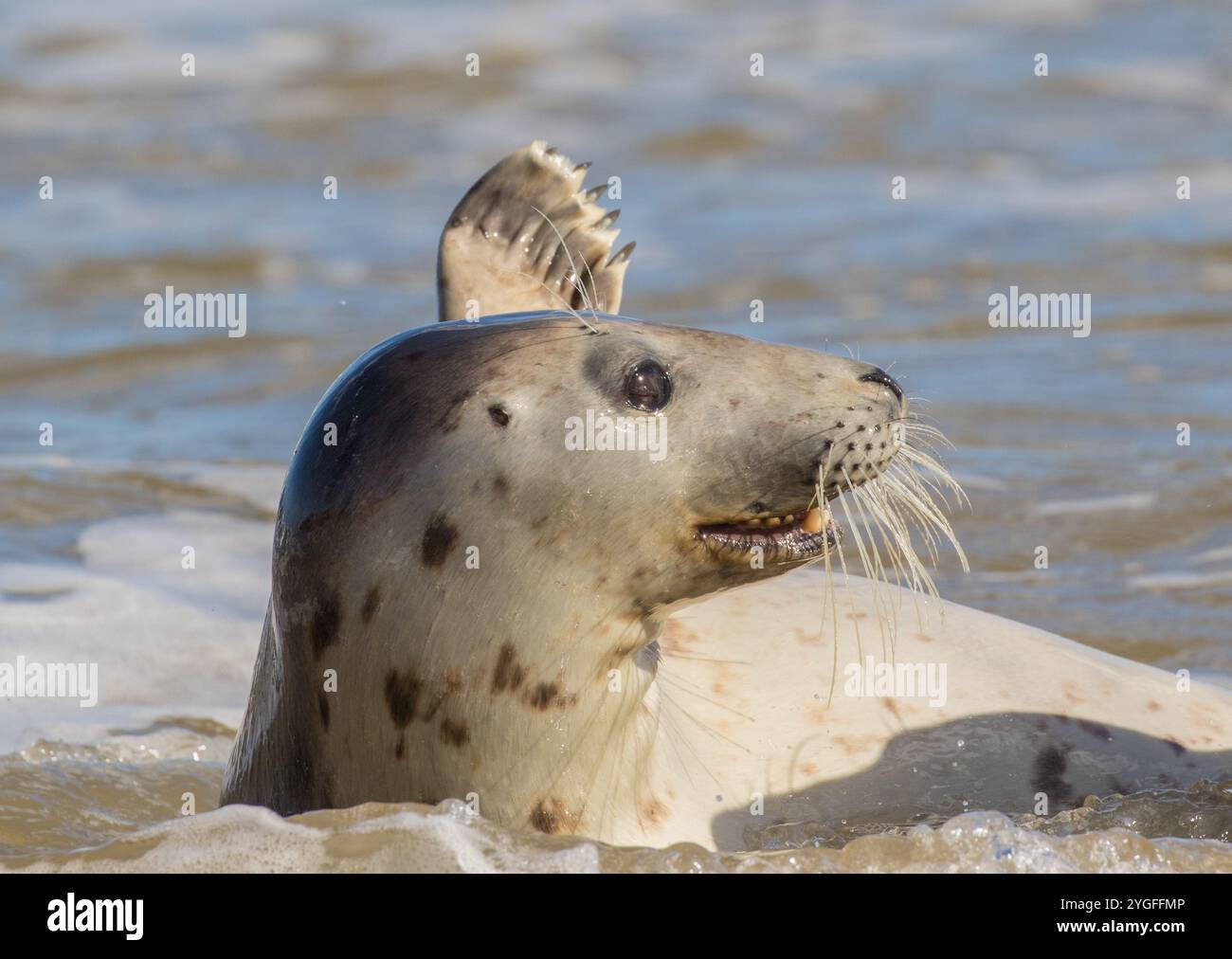 A close up of a very light coloured Grey Seal ( Halichoerus grypus ...