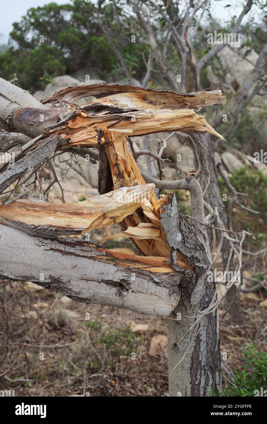cracked tree trunk after windstorm Stock Photo - Alamy