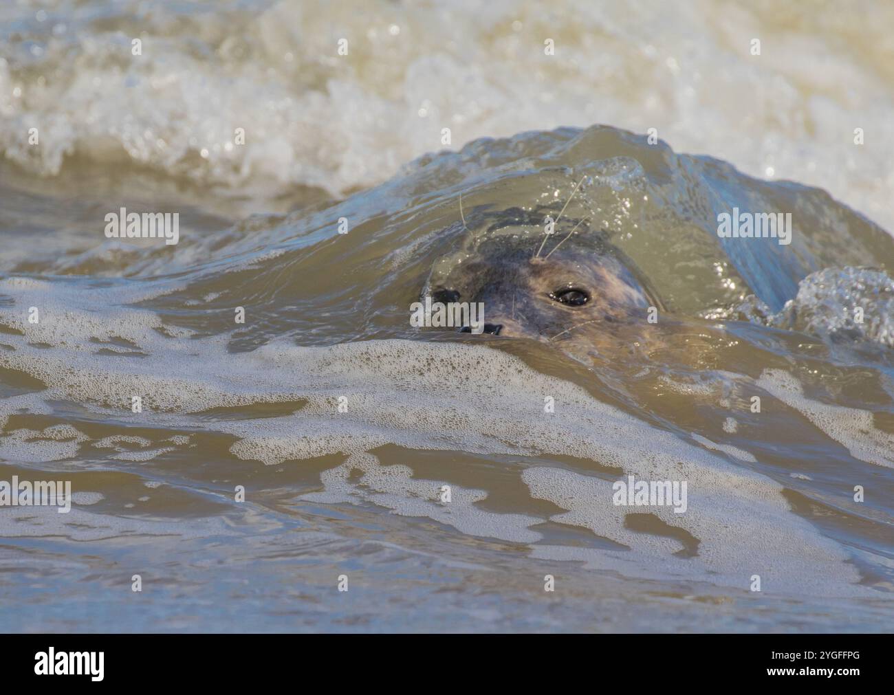 A Grey Seal ( Halichoerus grypus) underwater in the wave , playing in ...