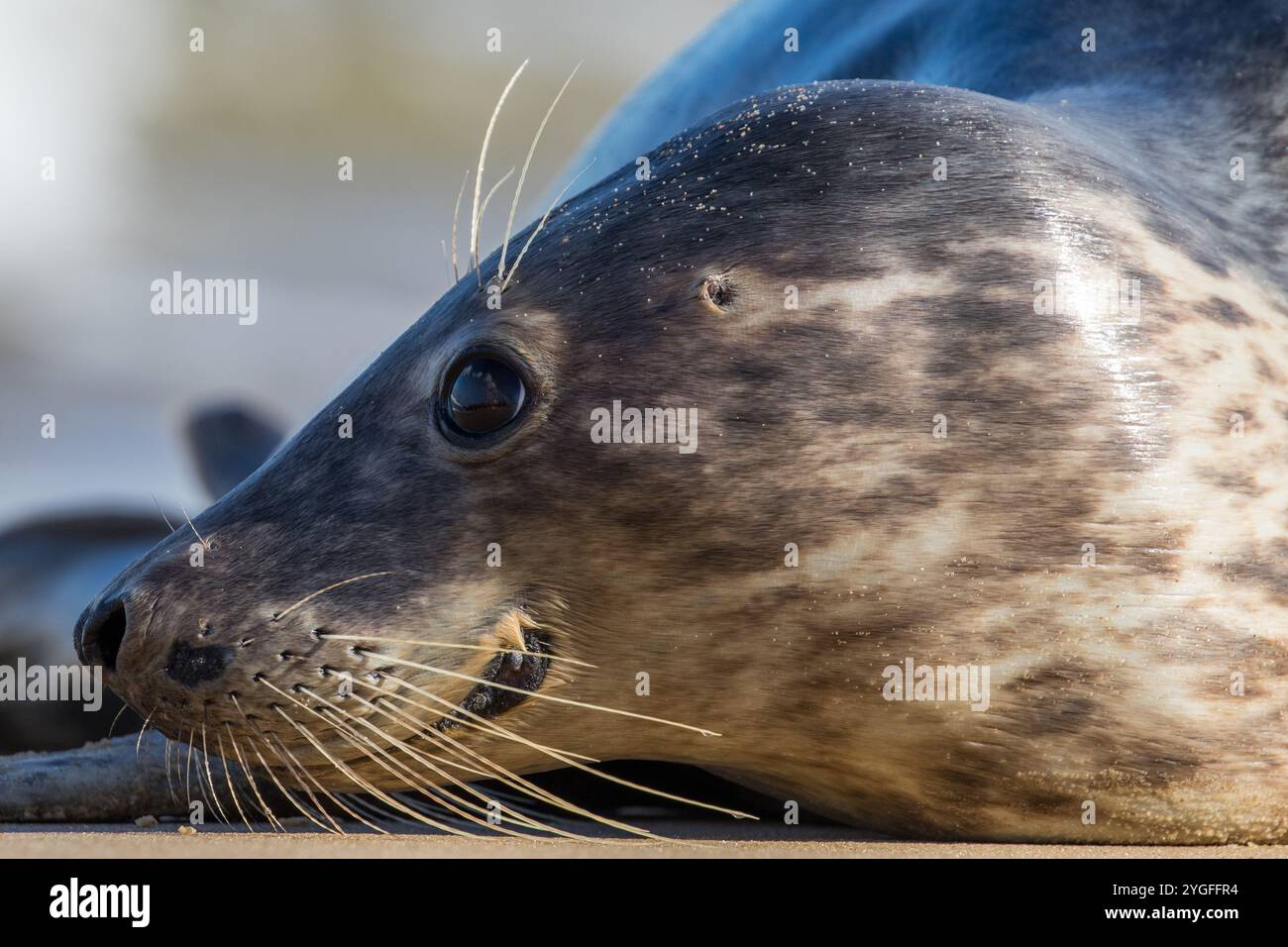 An intimate portrait of a Grey Seal (Halichoerus grypus) Side on ...