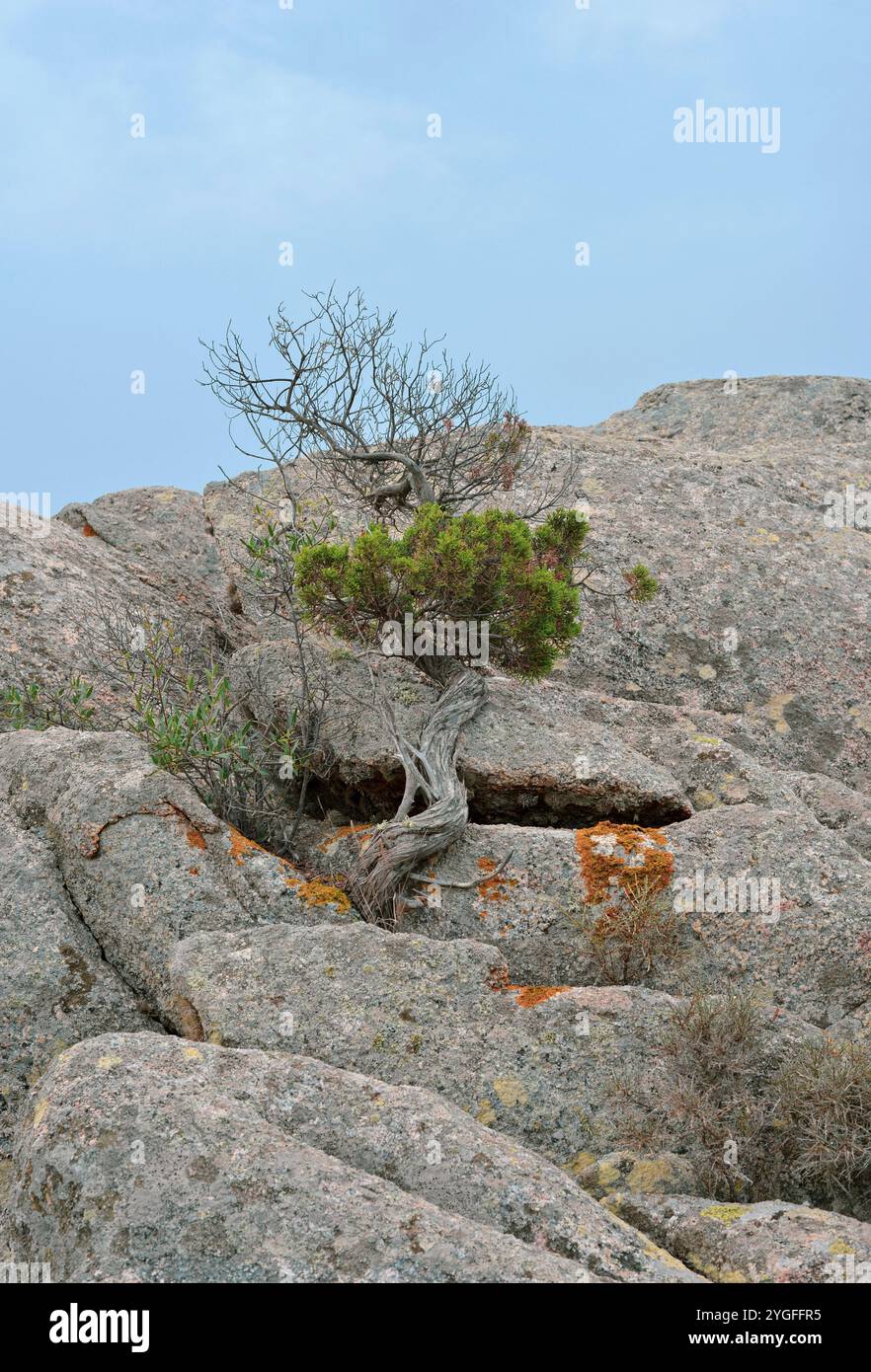 small pine tree growing on granite rocks Stock Photo - Alamy