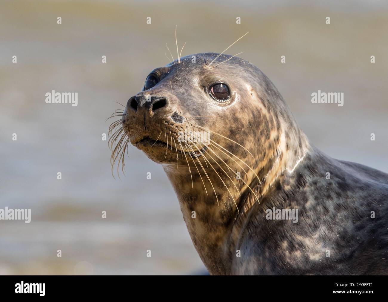 An intimate portrait of a Grey Seal (Halichoerus grypus) looking into ...