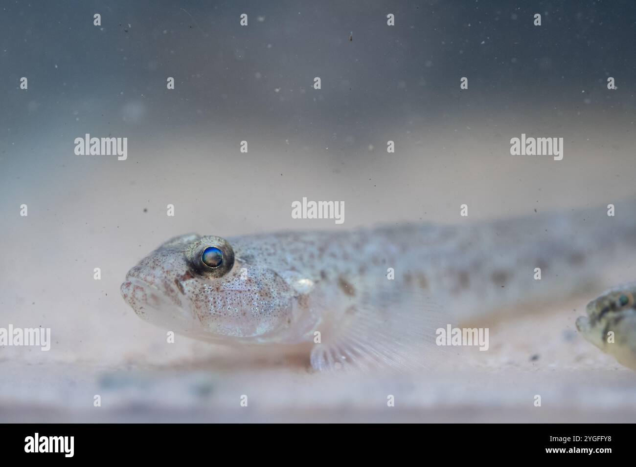 sand goby on the bottom of a tank Stock Photo - Alamy