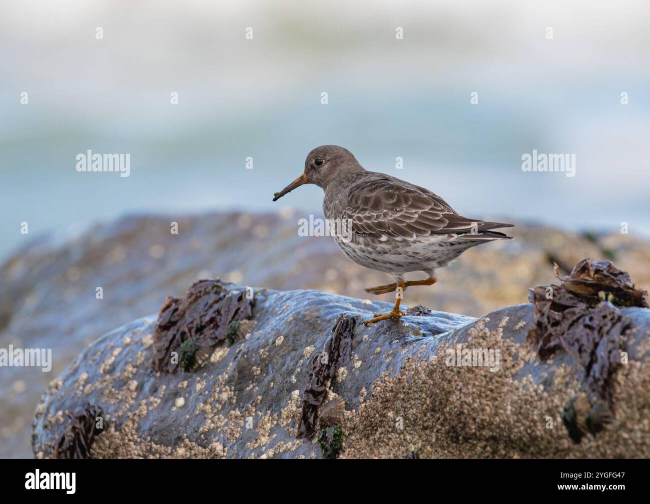 An agile Purple Sandpiper(Calidris maritima) searching for insects and ...