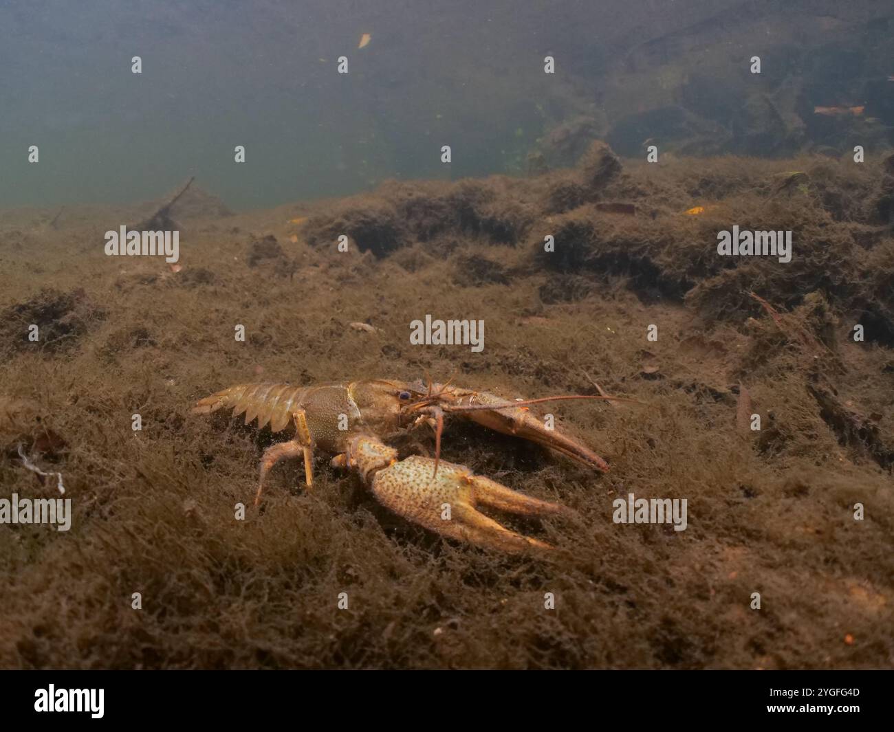 Turkish crayfish hi-res stock photography and images - Alamy
