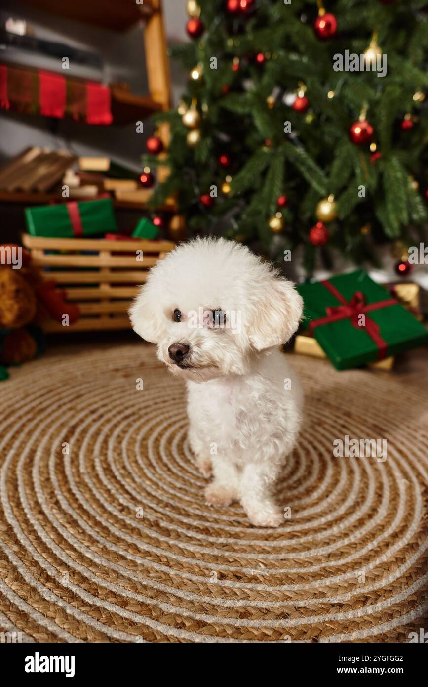 Cute Bichon frise sitting by the festive Christmas tree with presents ...