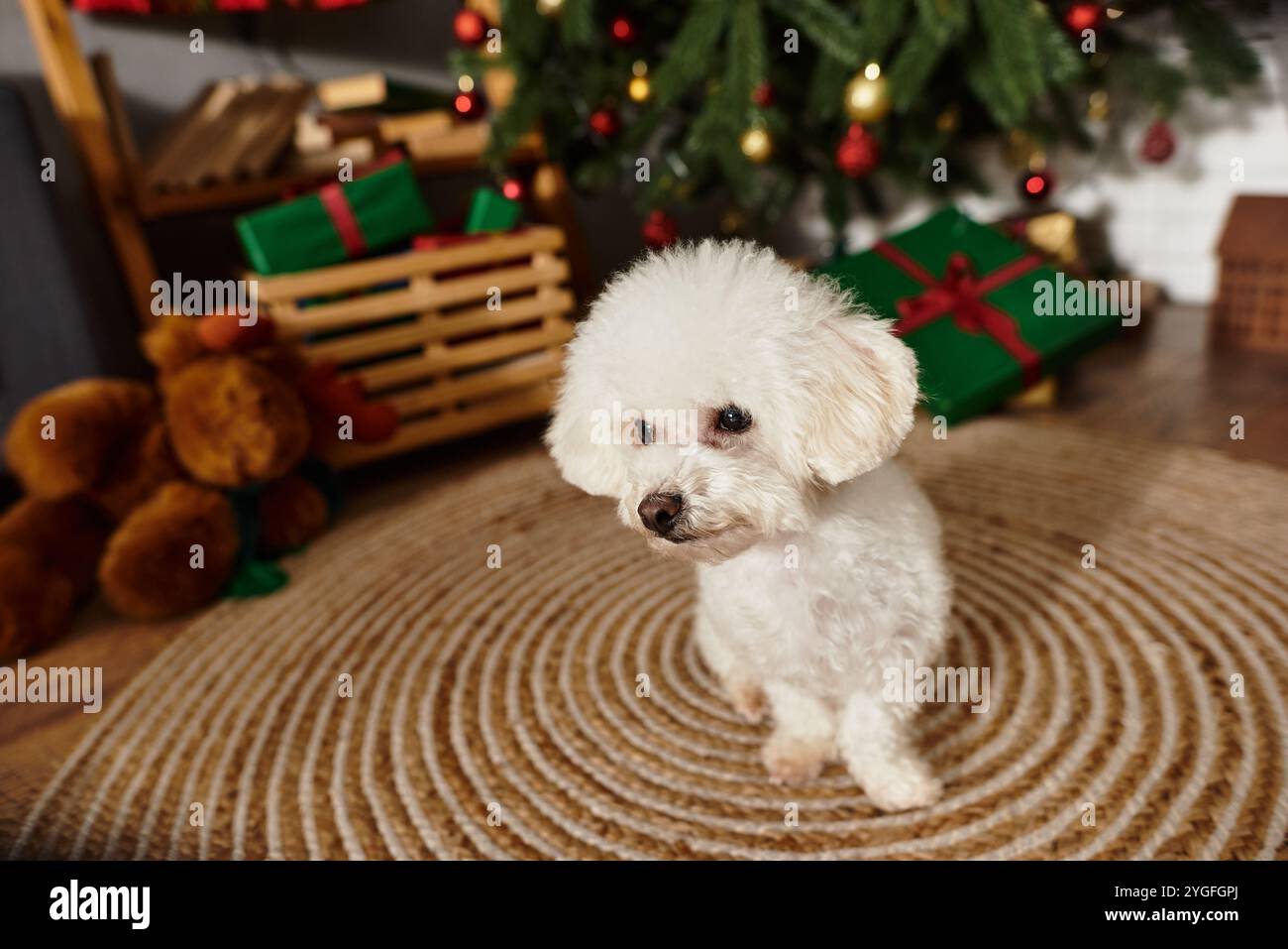 Cute Bichon frise with white color fur sitting in a festive decorated ...