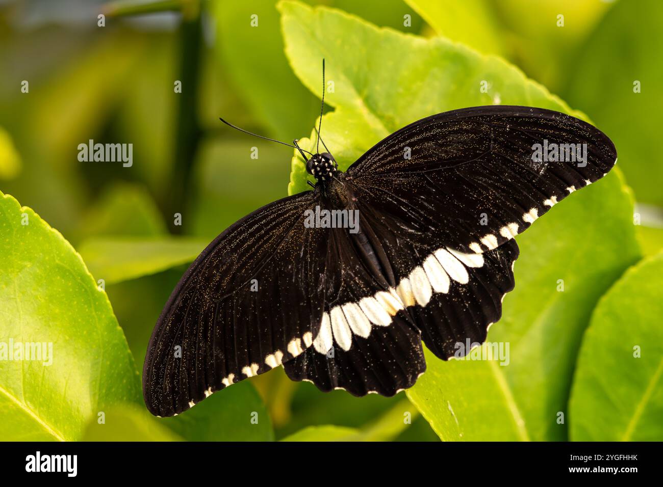 Common Mormon - Papilio polytes, beautiful large black butterfly from ...