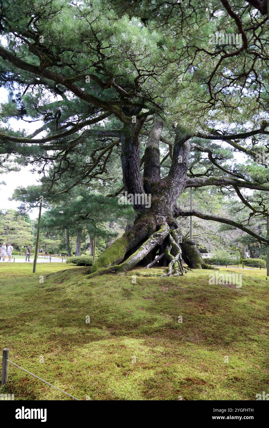 The Neagari Pine planted on a high mount of soil. Once grown, the soil ...