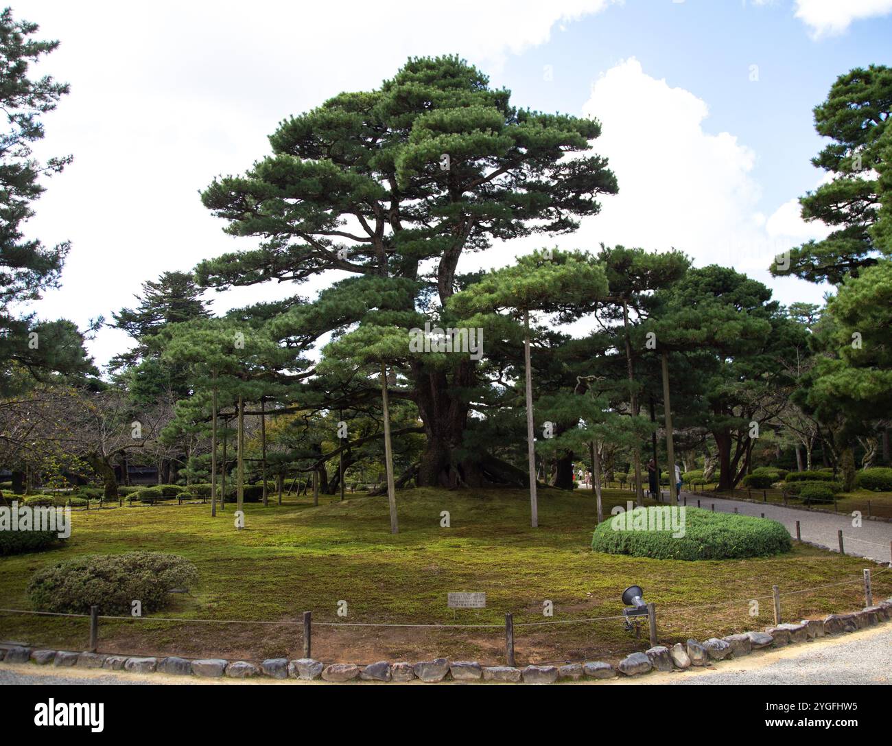 poles and supports in Kenrokuen Garden, Kanazawa, Japan, help keep ...
